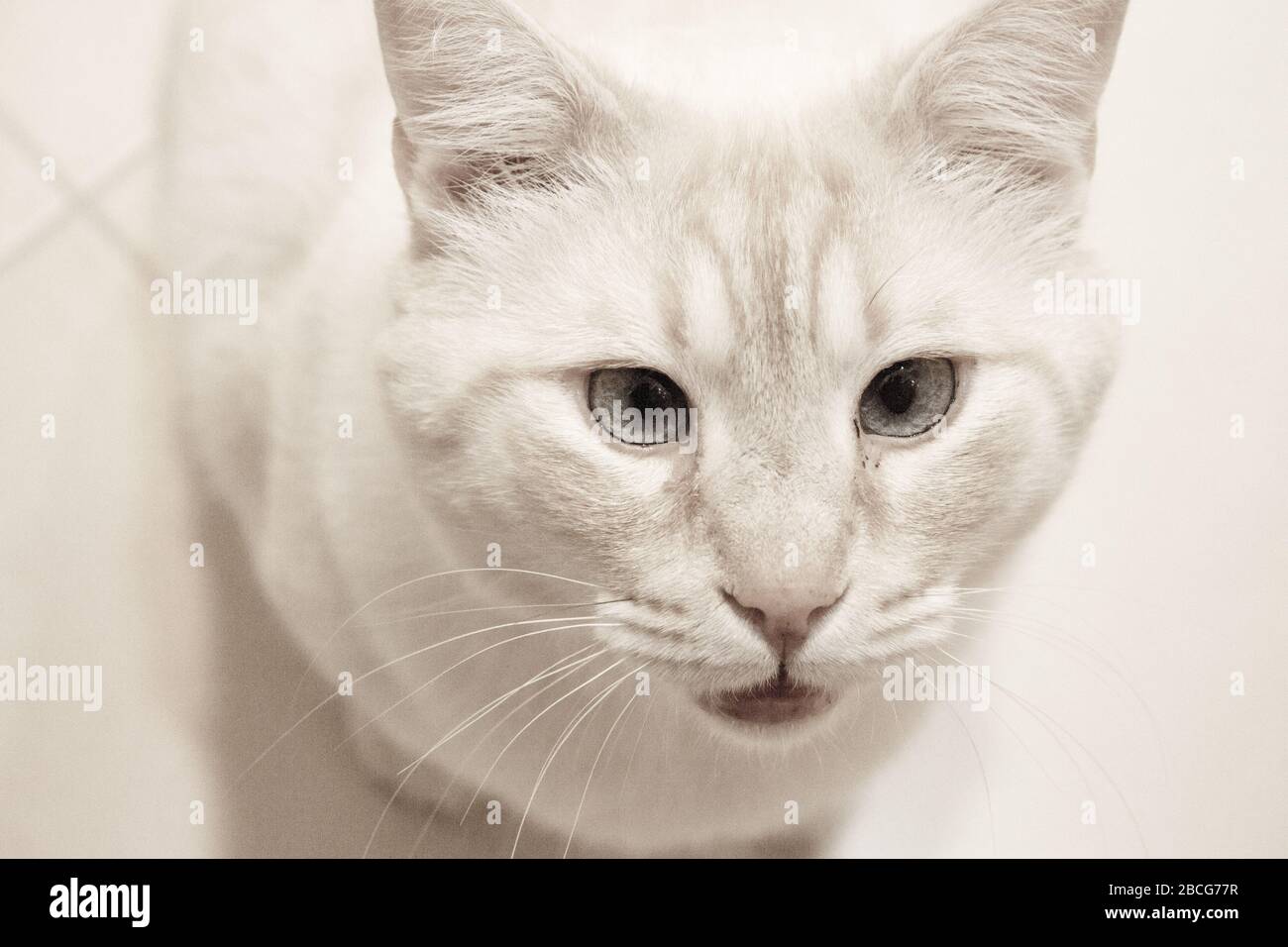 Light tan cat with blue eyes looking at camera Stock Photo - Alamy