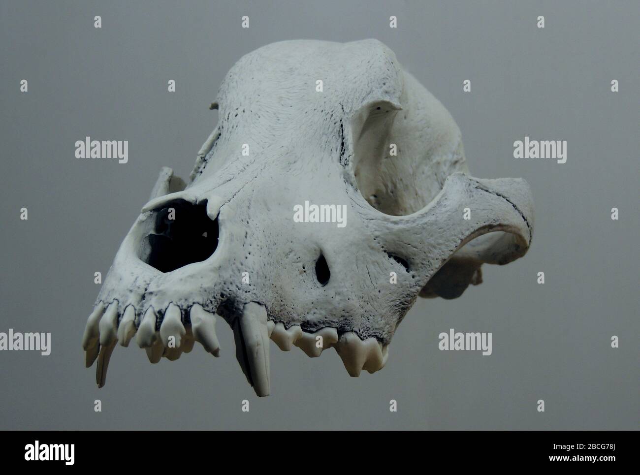 Floating Animal Skull Isolated Over White Stock Photo - Alamy
