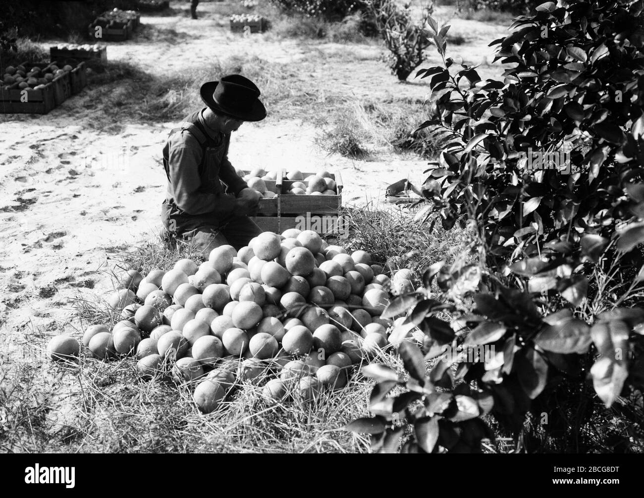 Citrus fruit a crate Black and White Stock Photos & Images - Alamy