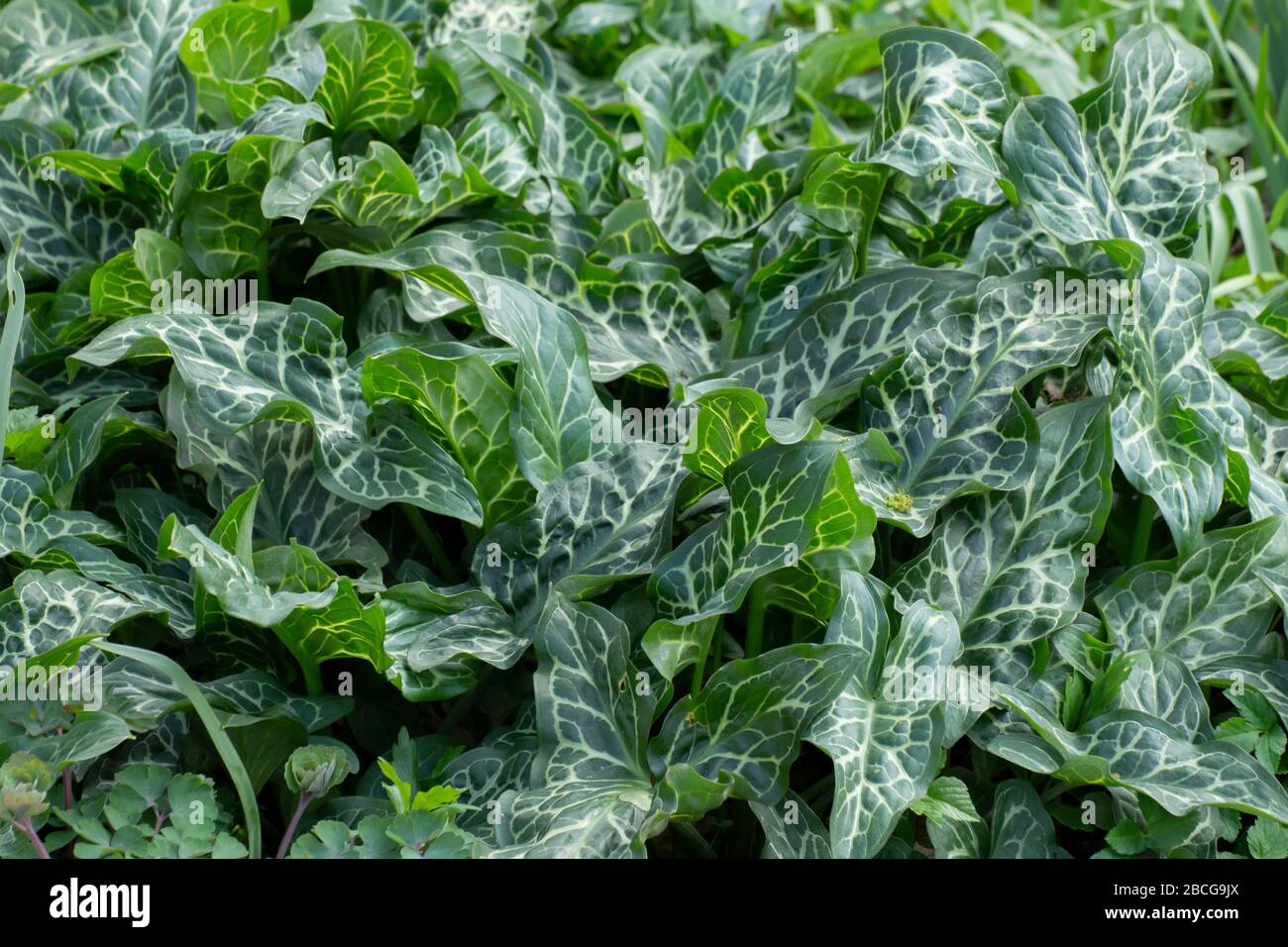Green and white leaves of the italian arum, Arum italicum or ...