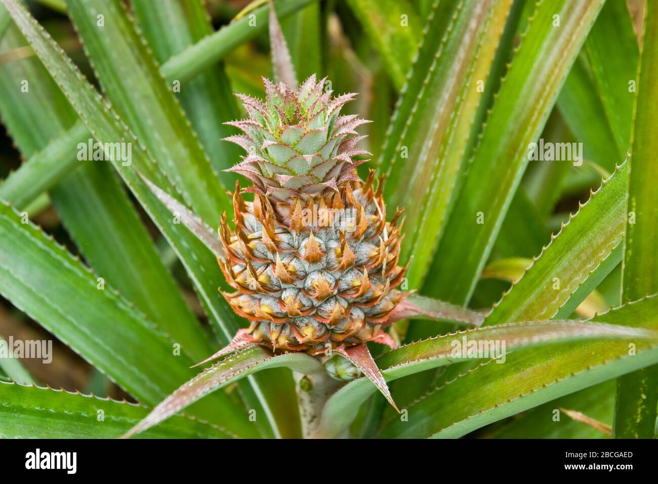 young Ananas plant on a plantation on Moorea Island, Fenche Polynesia ...