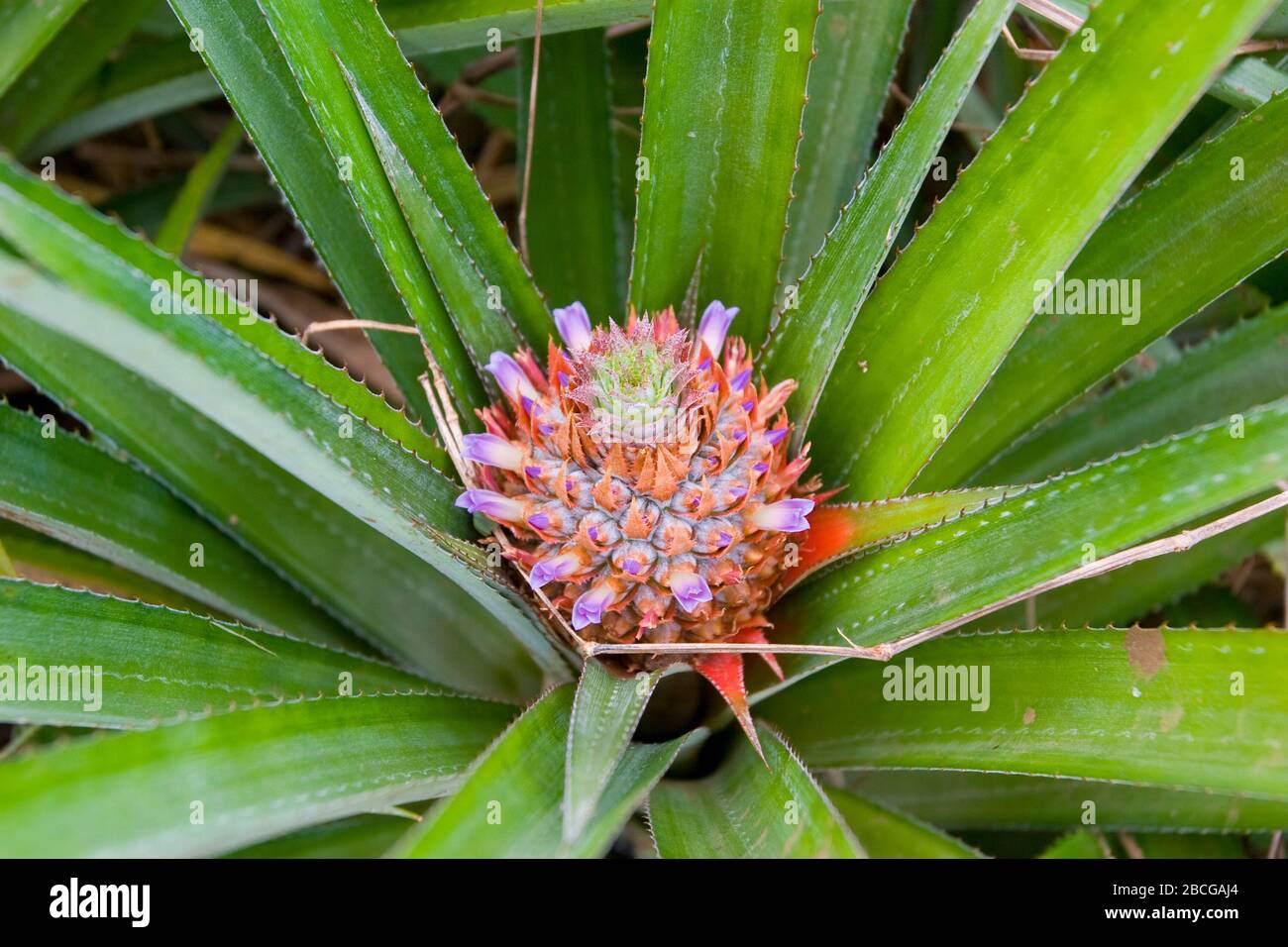 young Ananas plant on a plantation on Moorea Island, Fenche Polynesia ...