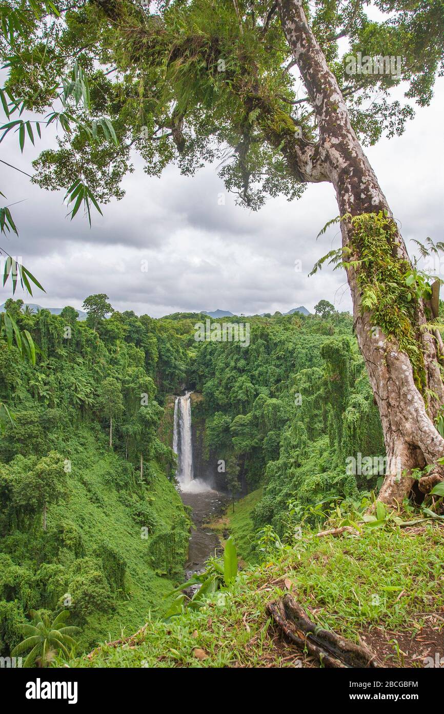 Pjula Waterfall in rainforest of the Republic of Samoa, Polynesia Stock ...