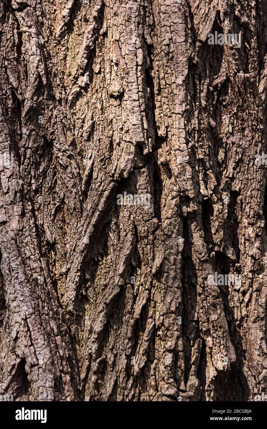 Texture of natural tree bark for background Stock Photo - Alamy