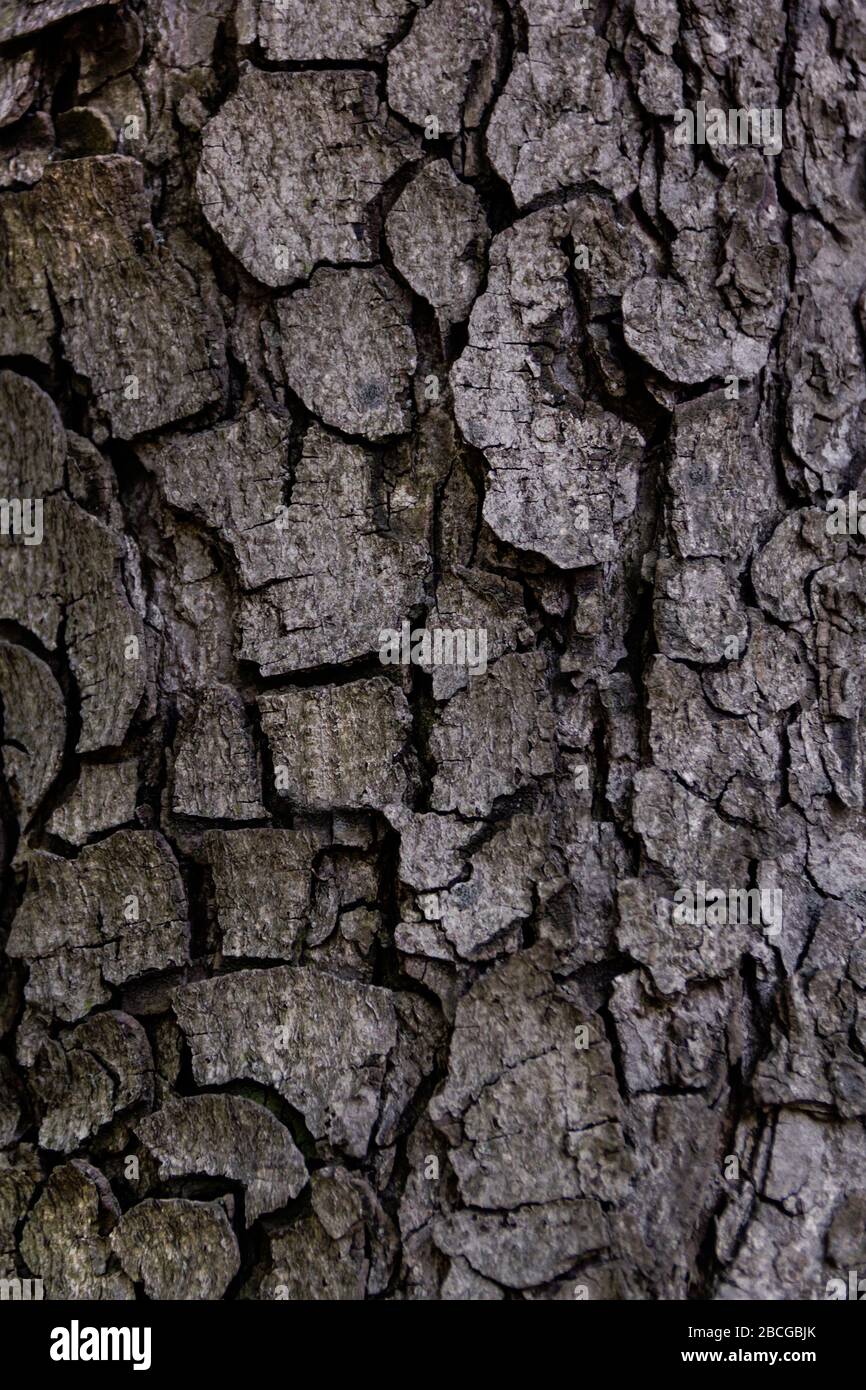 Texture of natural tree bark for background Stock Photo - Alamy