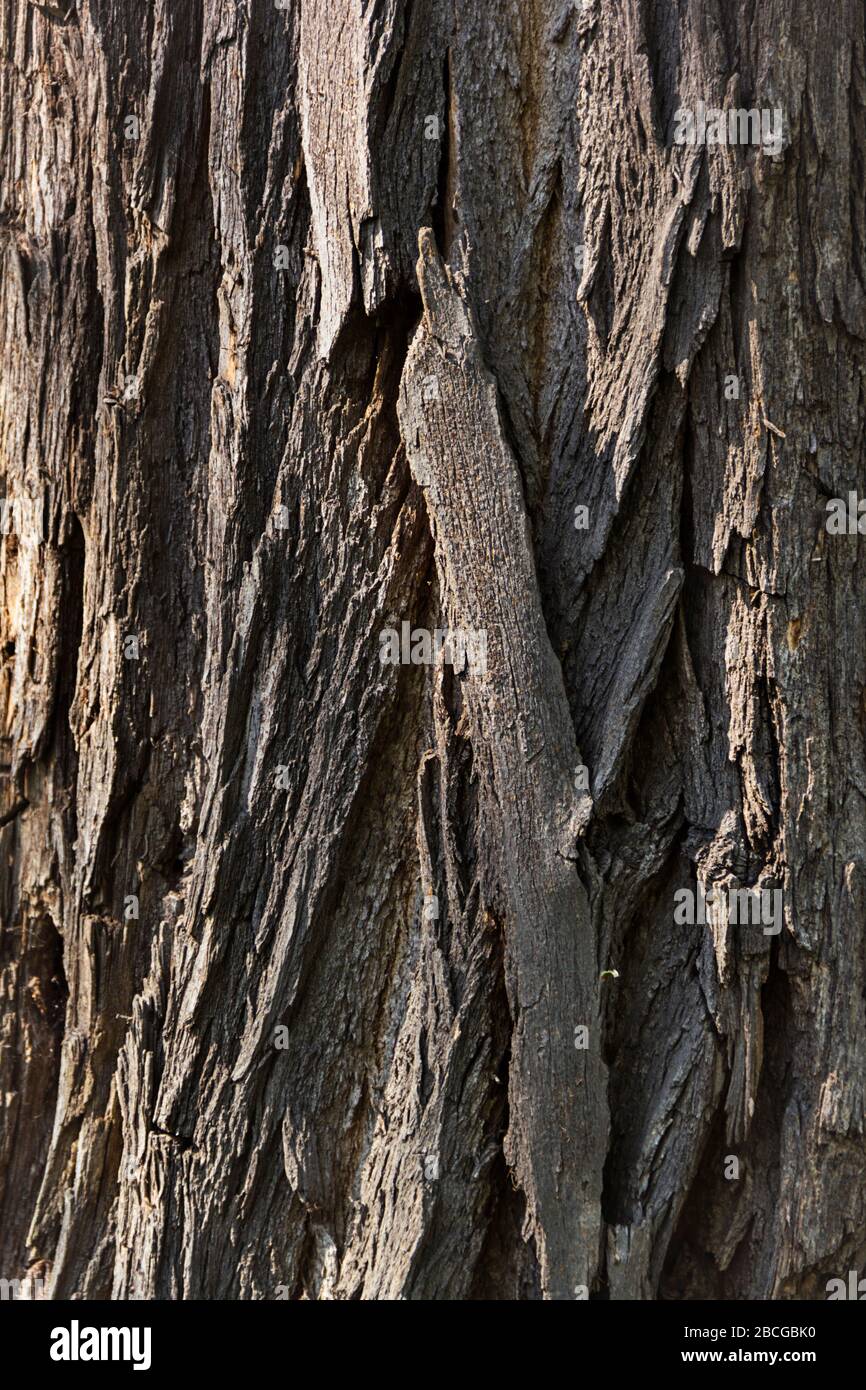 Texture of natural tree bark for background Stock Photo - Alamy