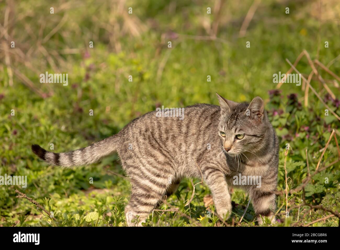 Gray domestic cat walks through the grass and lurks. Unpitched wild ...
