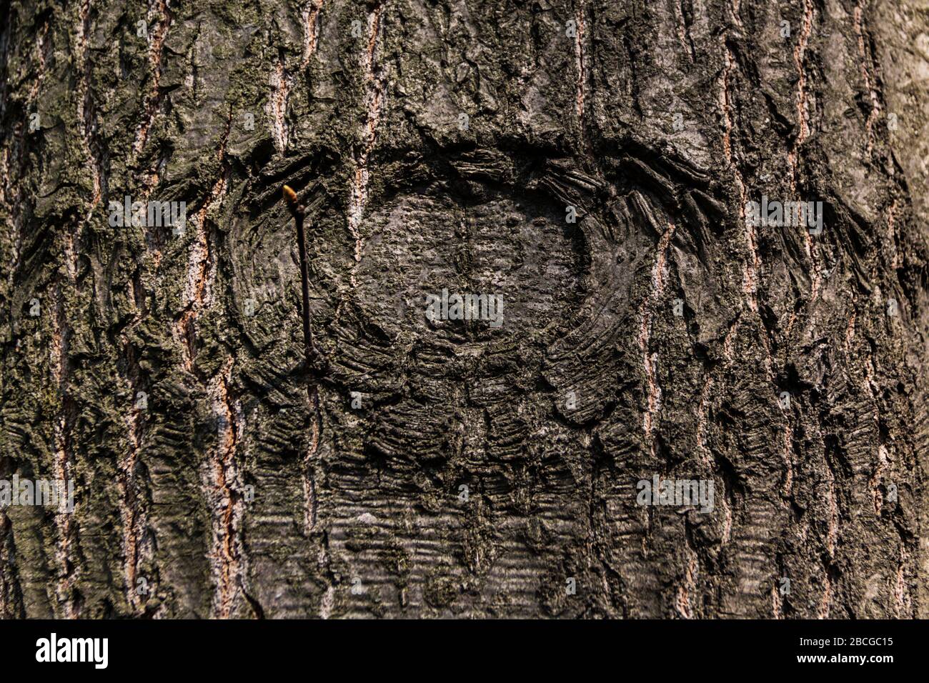 Texture of natural tree bark for background Stock Photo - Alamy