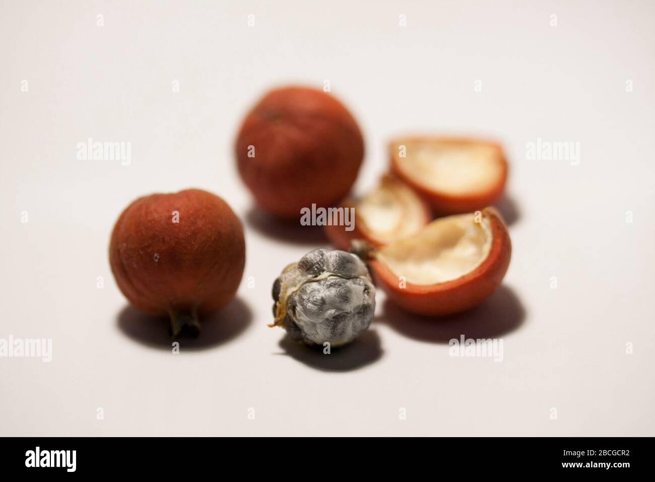 Fruit of Amomum villosum Lour Stock Photo - Alamy