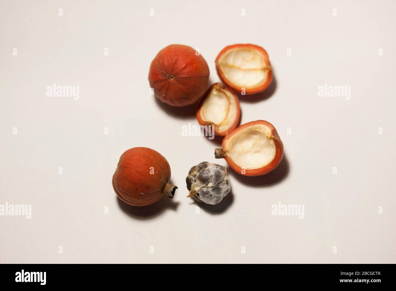 Fruit of Amomum villosum Lour Stock Photo - Alamy