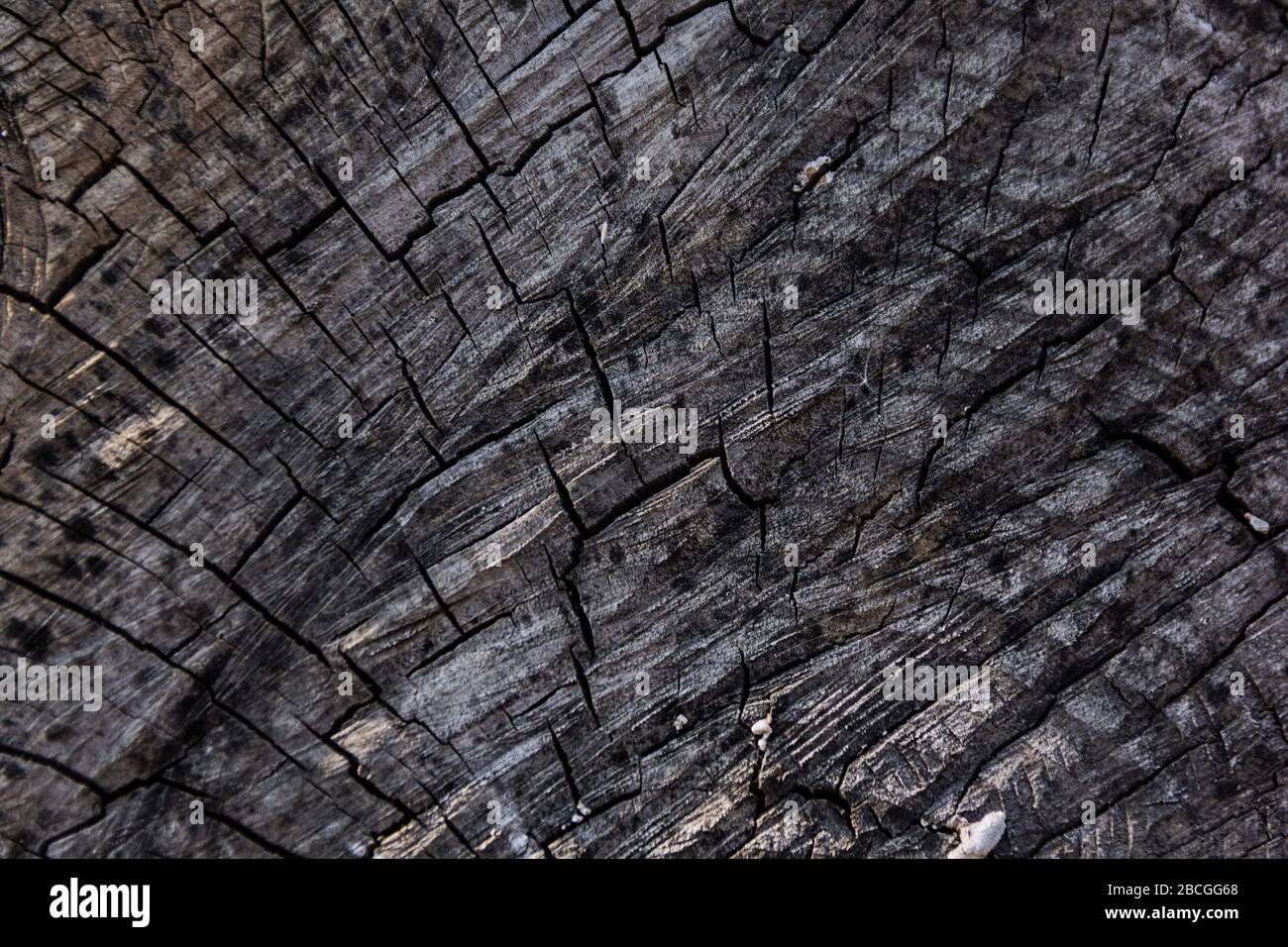 Wood texture of cut tree trunk, close-up Stock Photo - Alamy