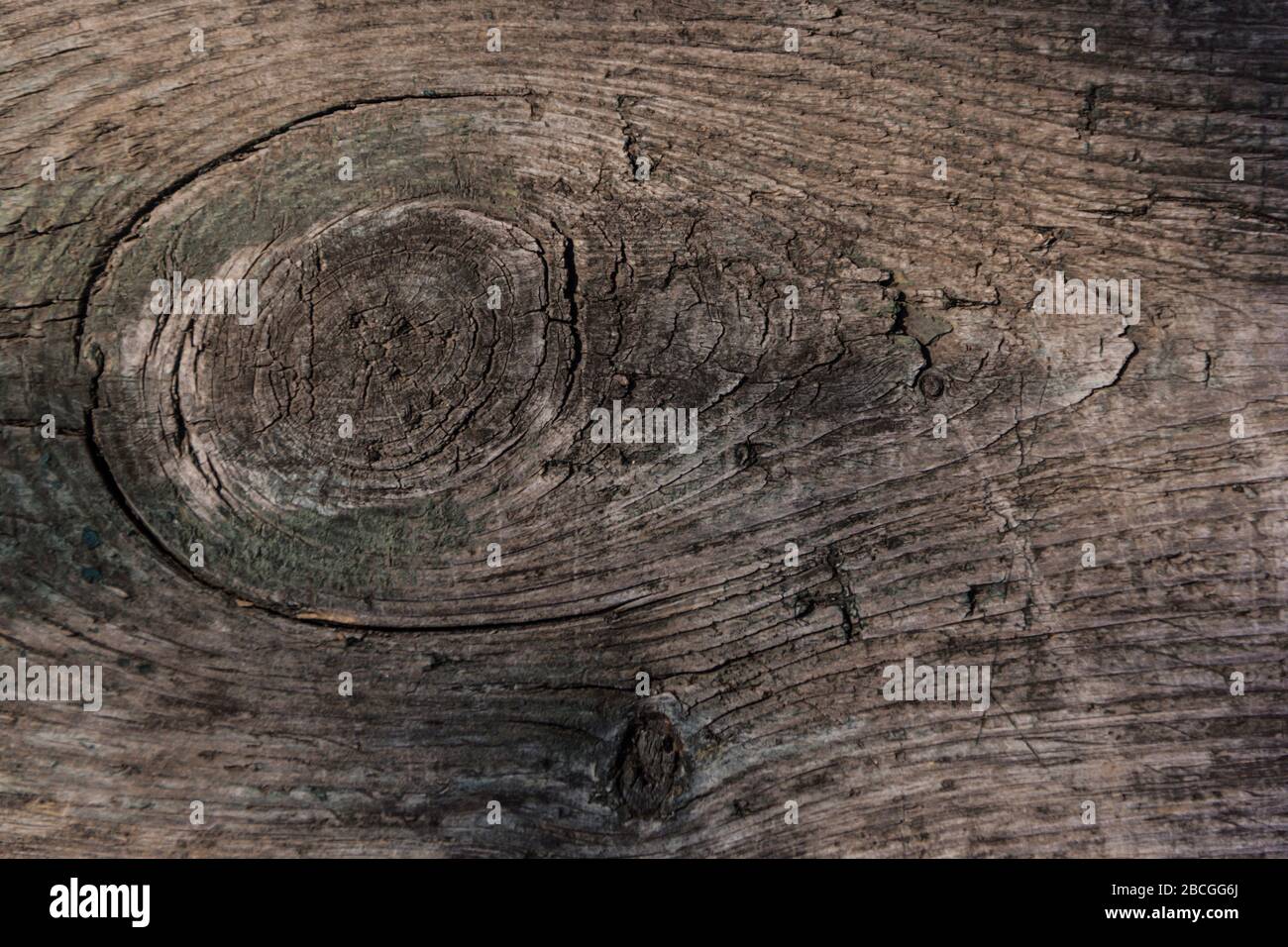 Wood texture of cut tree trunk, close-up Stock Photo - Alamy