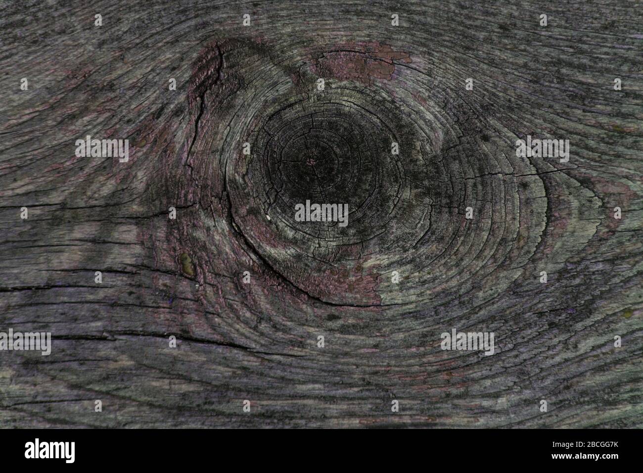 Wood texture of cut tree trunk, close-up Stock Photo - Alamy