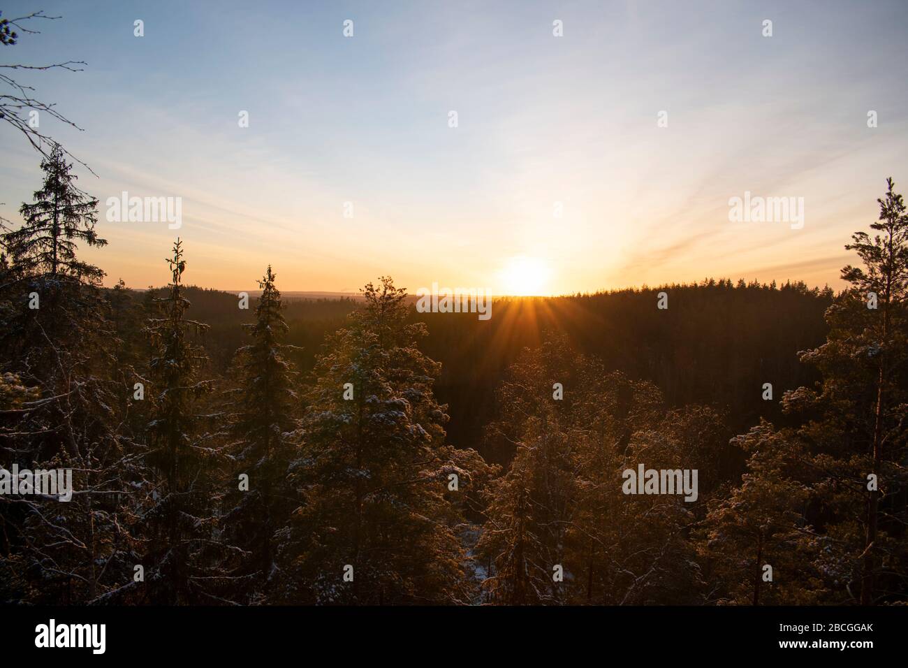 Pine forest snow sunset hi-res stock photography and images - Alamy