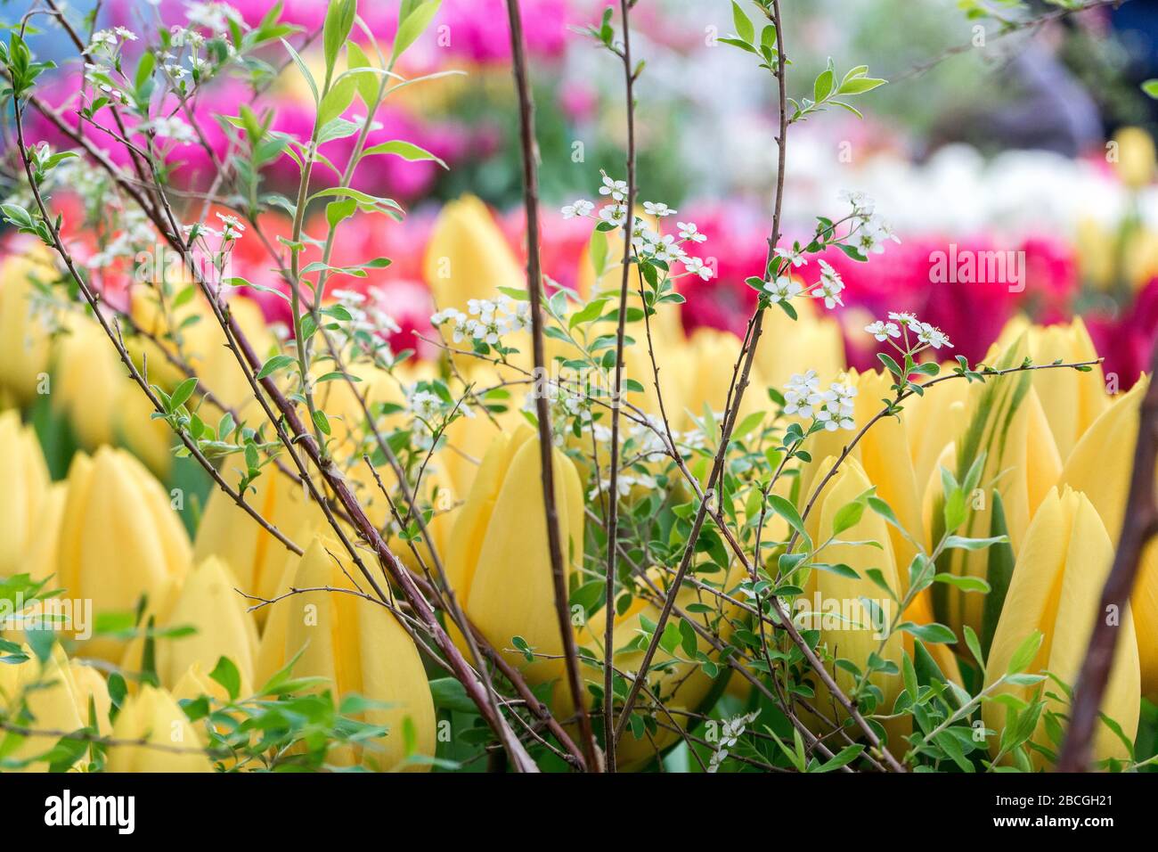 Composition of bright yellow tulips and flowering tree branch with young green leaves. Beautiful ...