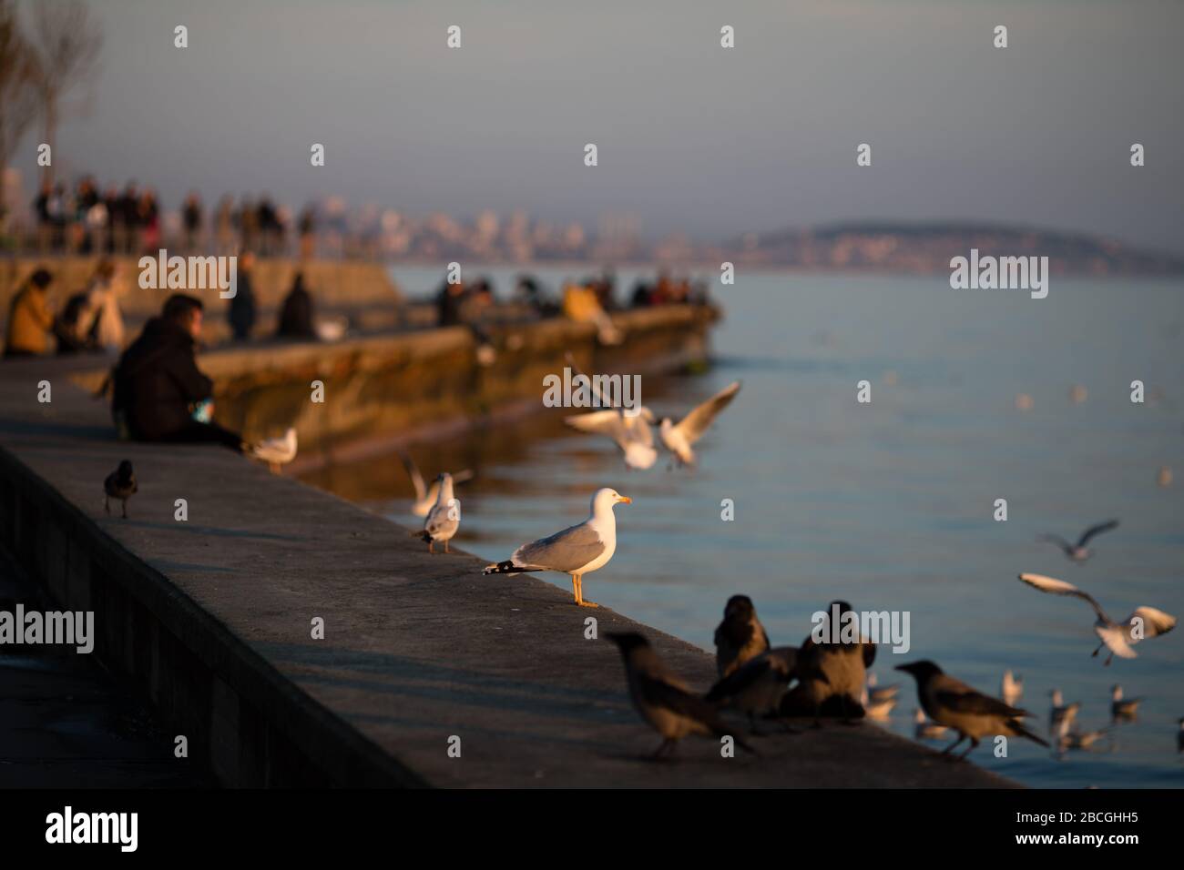 Scene from Istanbul, Turkey Stock Photo - Alamy