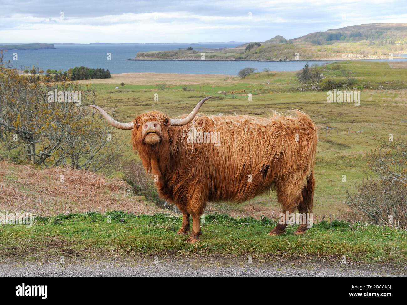 Highland Cow bellows on the isle of Mull Scotland Stock Photo - Alamy