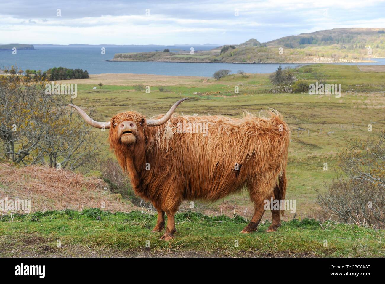 Farming on the isle of mull hi-res stock photography and images - Alamy
