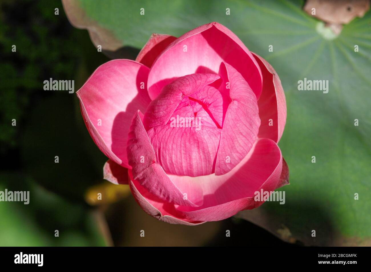 Indonesia, Bali, Lotus flower Stock Photo - Alamy