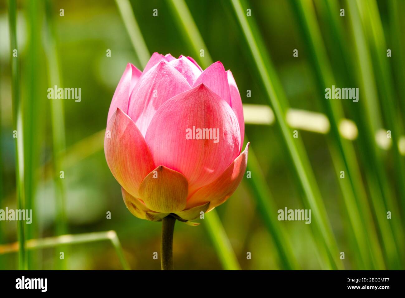 Fischer bali hi-res stock photography and images - Alamy