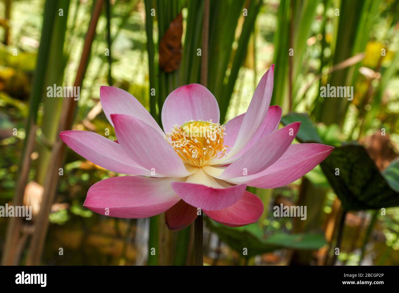 Indonesia, Bali, Lotus flower Stock Photo - Alamy