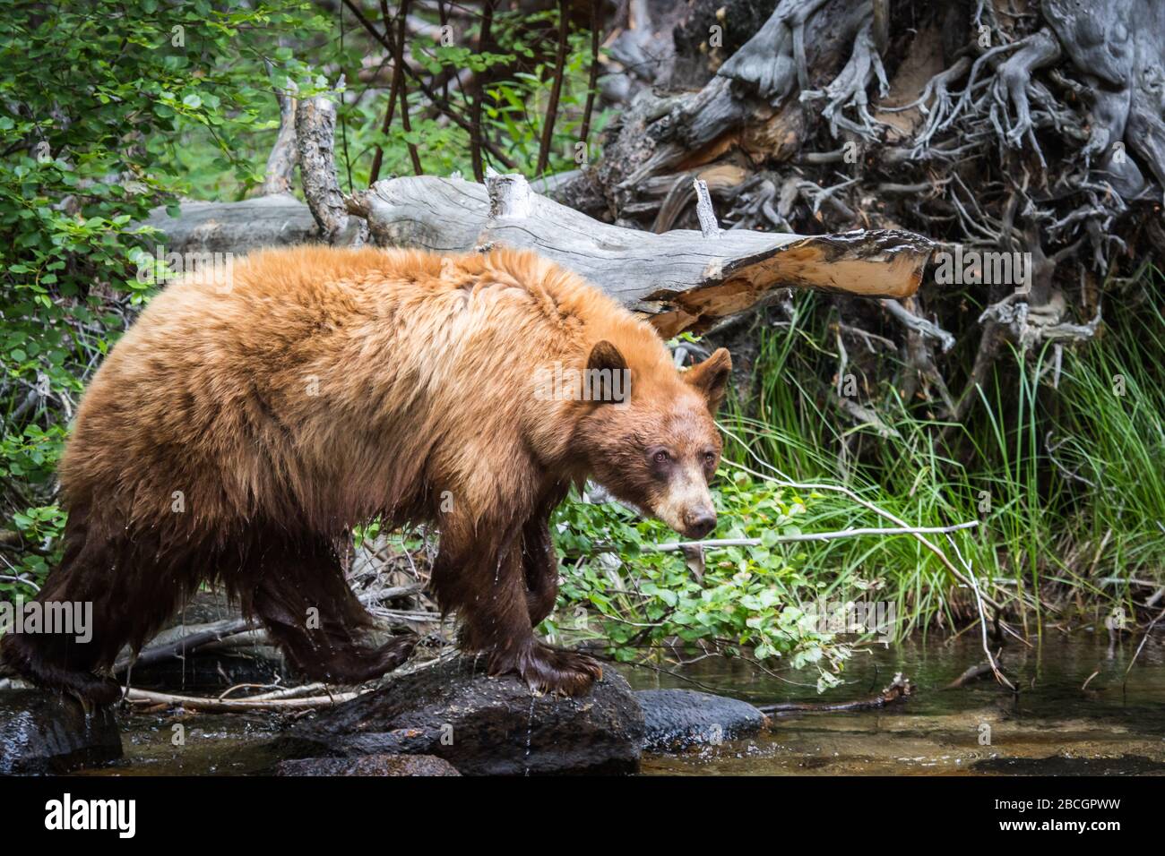 wild California black bear. Although a black bear many are brown or ...