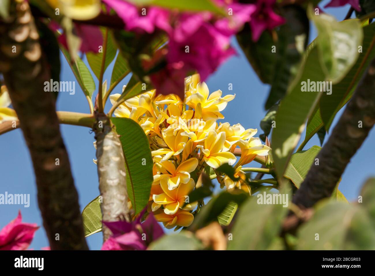 Indonesia, Bali, Flower; Franchipani Stock Photo - Alamy