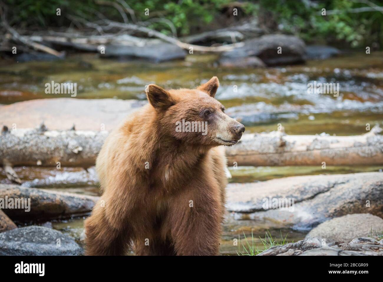 wild California black bear. Although a black bear many are brown or ...