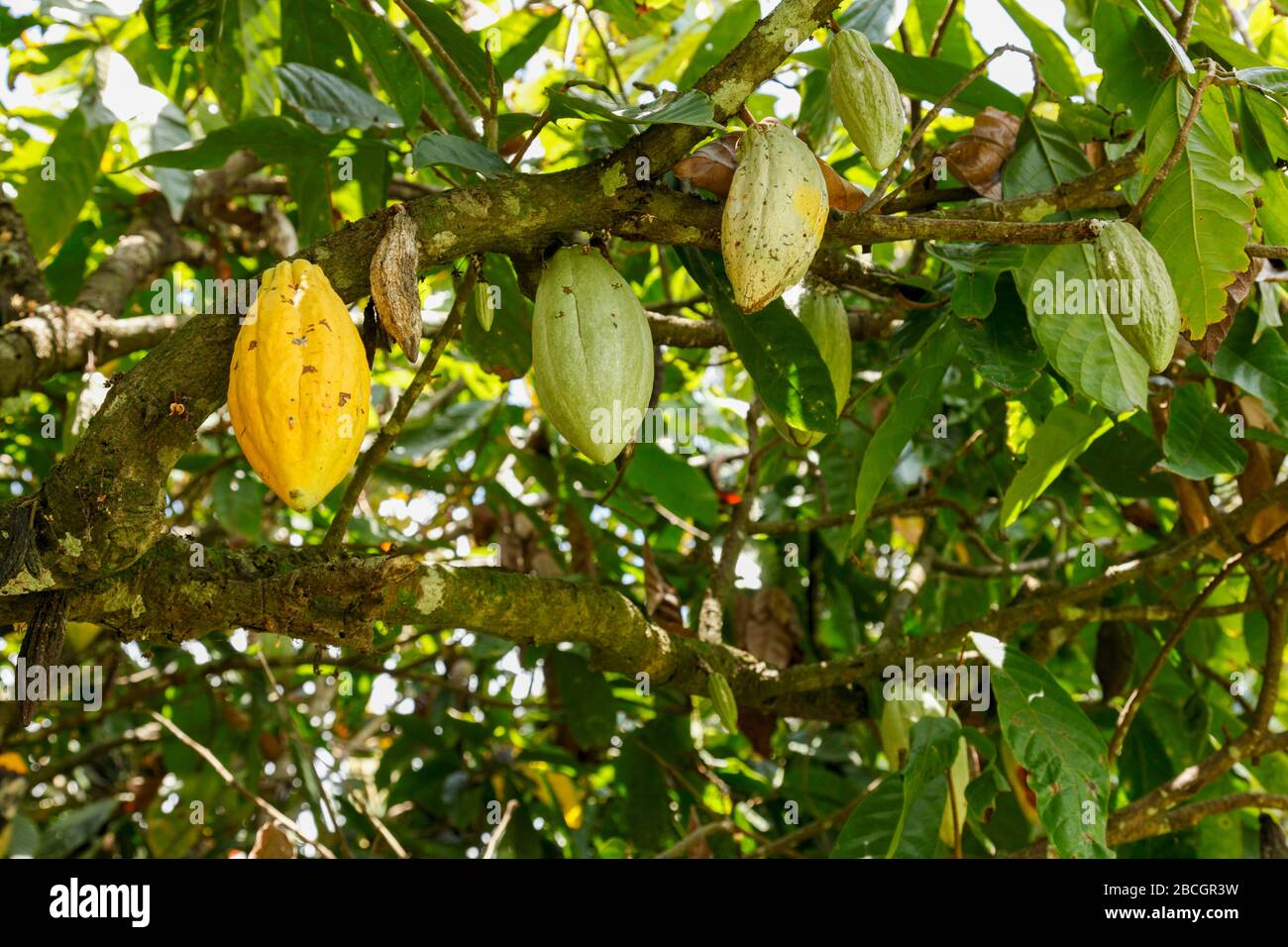 Cocoa tree bali hi-res stock photography and images - Alamy