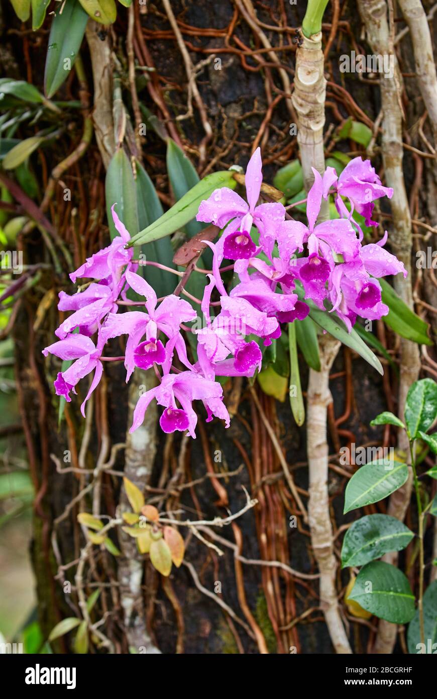 orchids at tree, Cattleya jenmanii, Canaima National Park, Venezuela ...