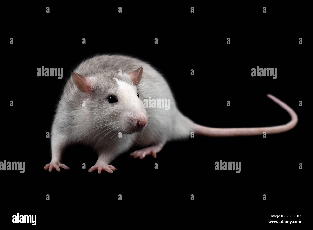 Gray rat isolated on dark black background. Rodent pet. Domesticated ...