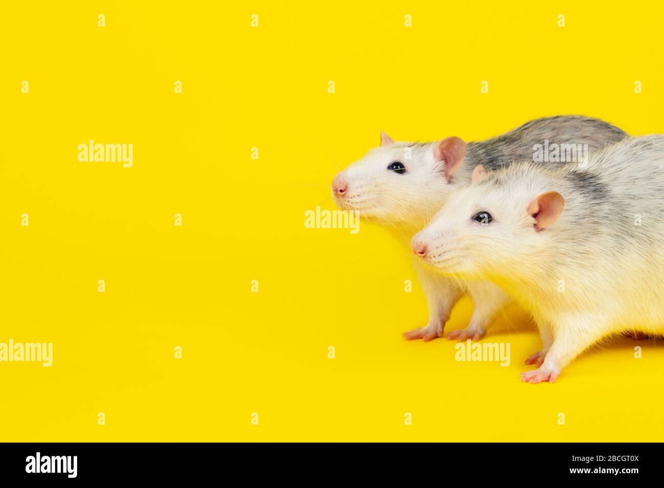Fat lab mouse hi-res stock photography and images - Alamy
