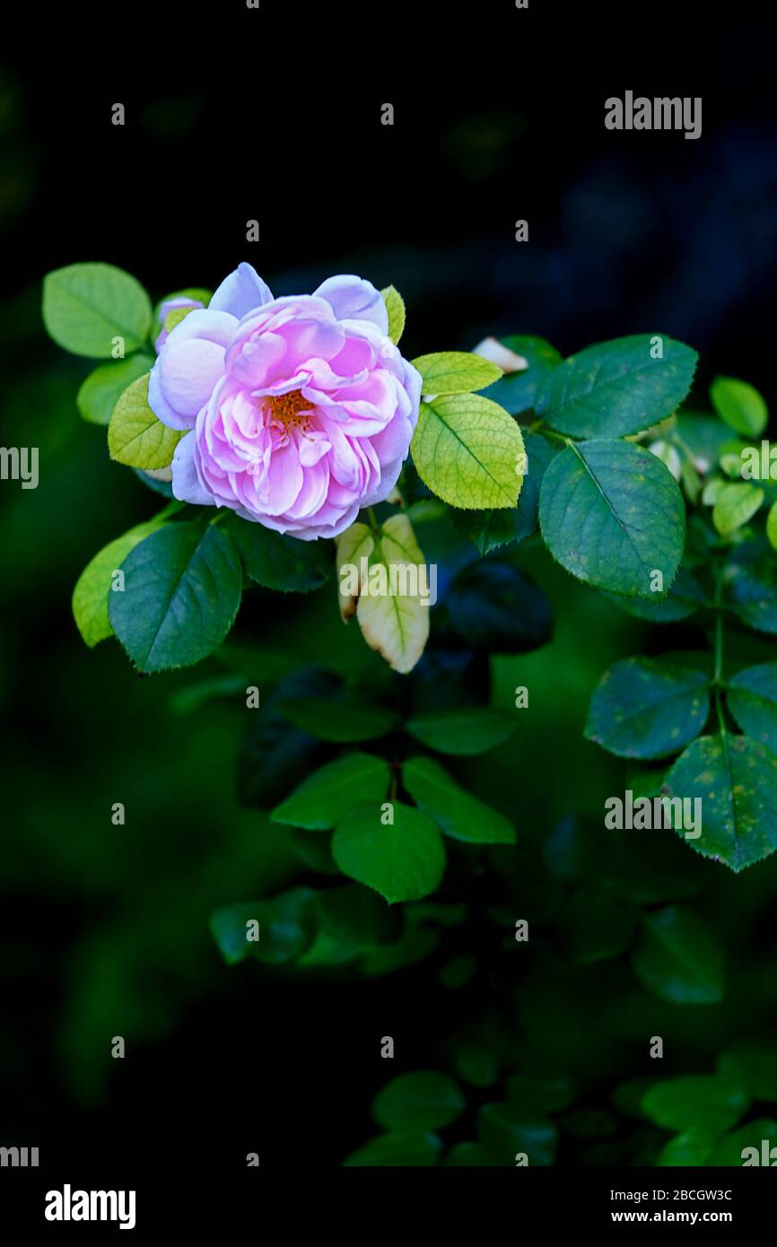 light pink, double flower of a rose against a green background Stock ...