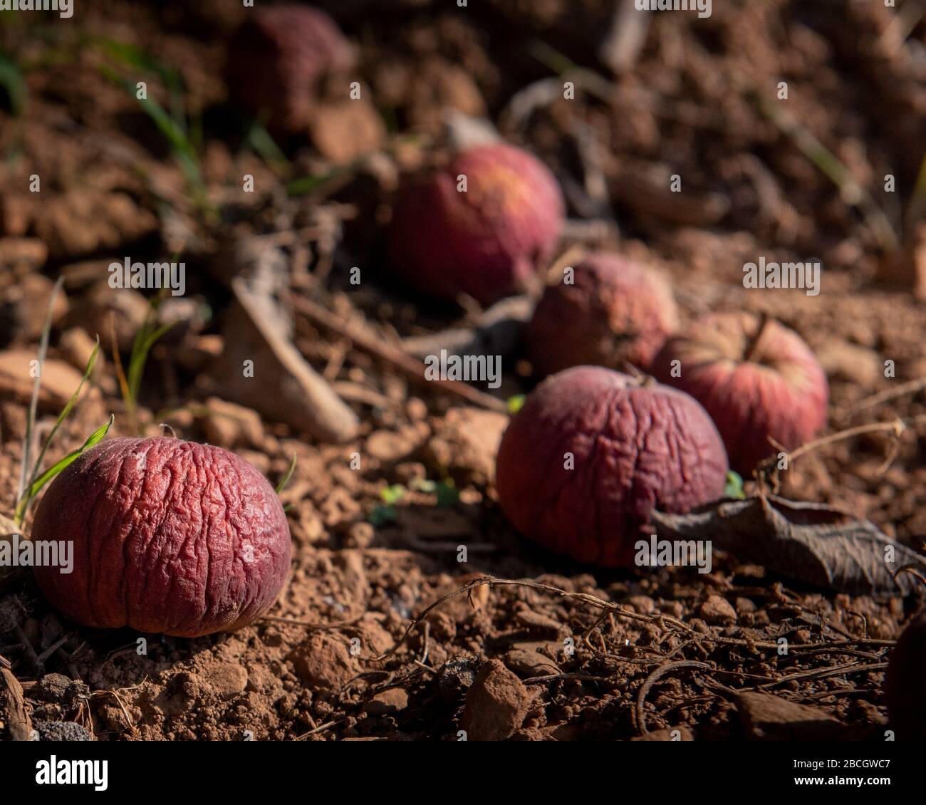 Red Apples Rotting High Resolution Stock Photography and Images - Alamy