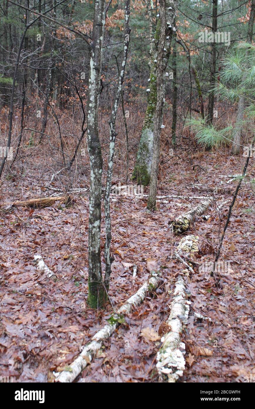 Mill Bluff State Park Stock Photo - Alamy