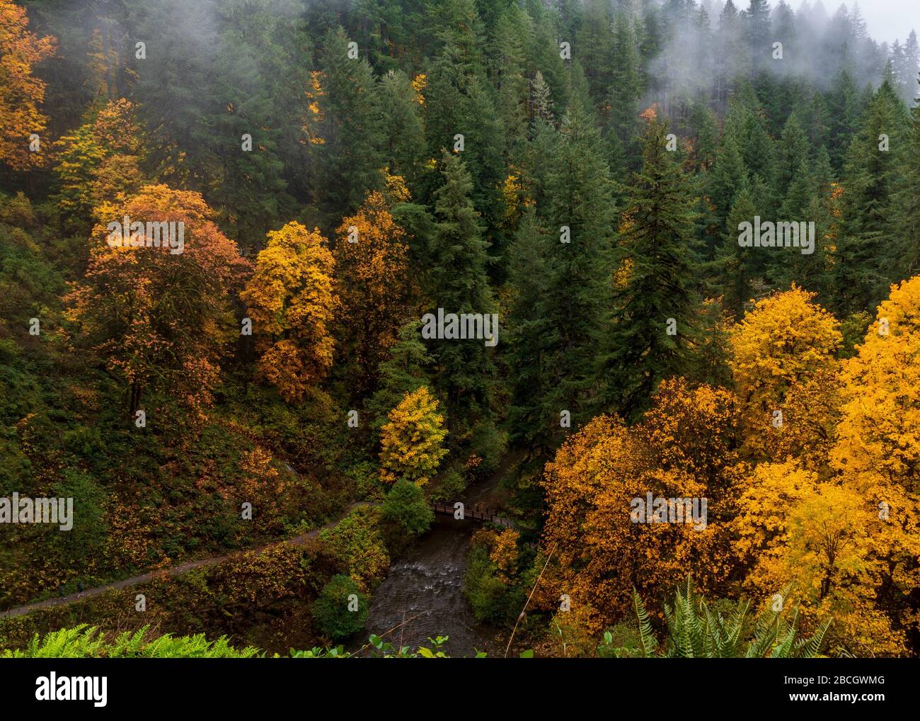 Landscape at Silver Falls State Park, Silverton, Oregon, USA, in the ...