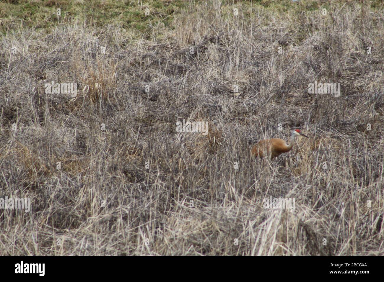 Wilton wisconsin hi-res stock photography and images - Alamy