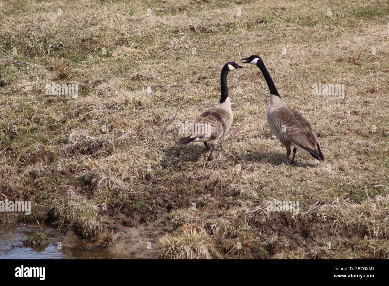 Birds in field hi-res stock photography and images - Alamy