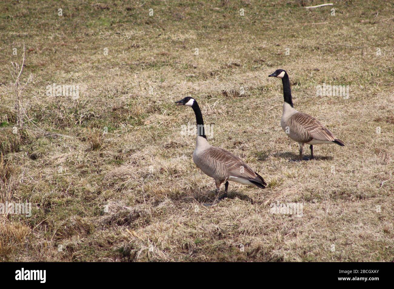 Birds in field hi-res stock photography and images - Alamy