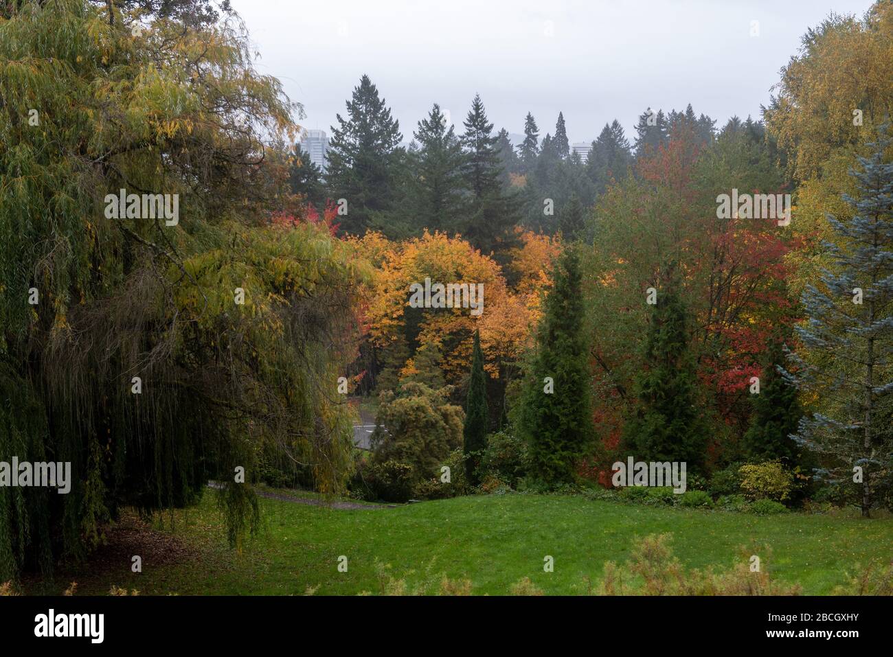 Fall foliage at Washington Park, Portland, Oregon, USA, in the Autumn ...