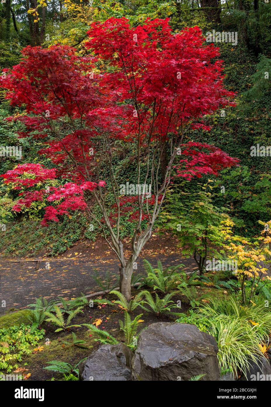 Vibrant red japanese maple tree in a garden in Oregon, USA, in the Autumn Stock Photo - Alamy
