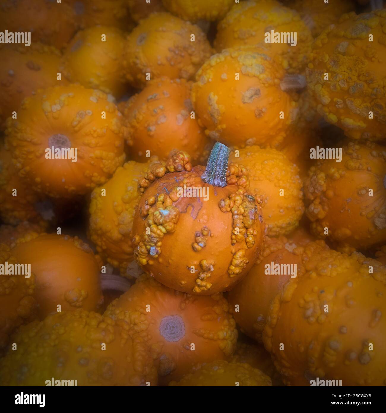Warty goblins hi-res stock photography and images - Alamy