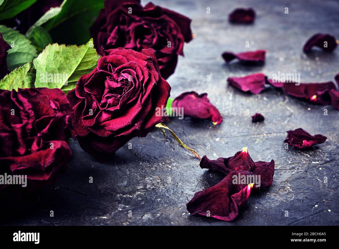 Dead flower petals on floor hi-res stock photography and images - Alamy