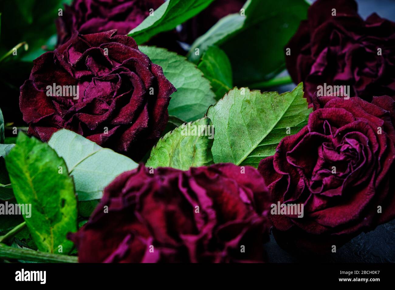Bouquet of faded red roses with dead petals on the floor Stock Photo ...