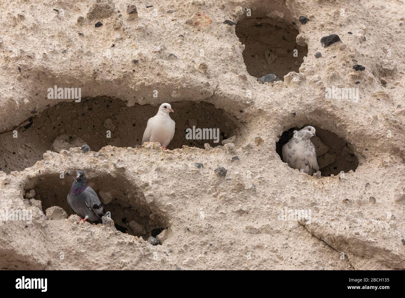 Pigeons nesting on a sandy cliff face Stock Photo - Alamy