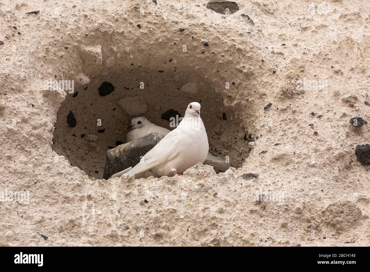 Pigeons nesting on a sandy cliff face Stock Photo - Alamy