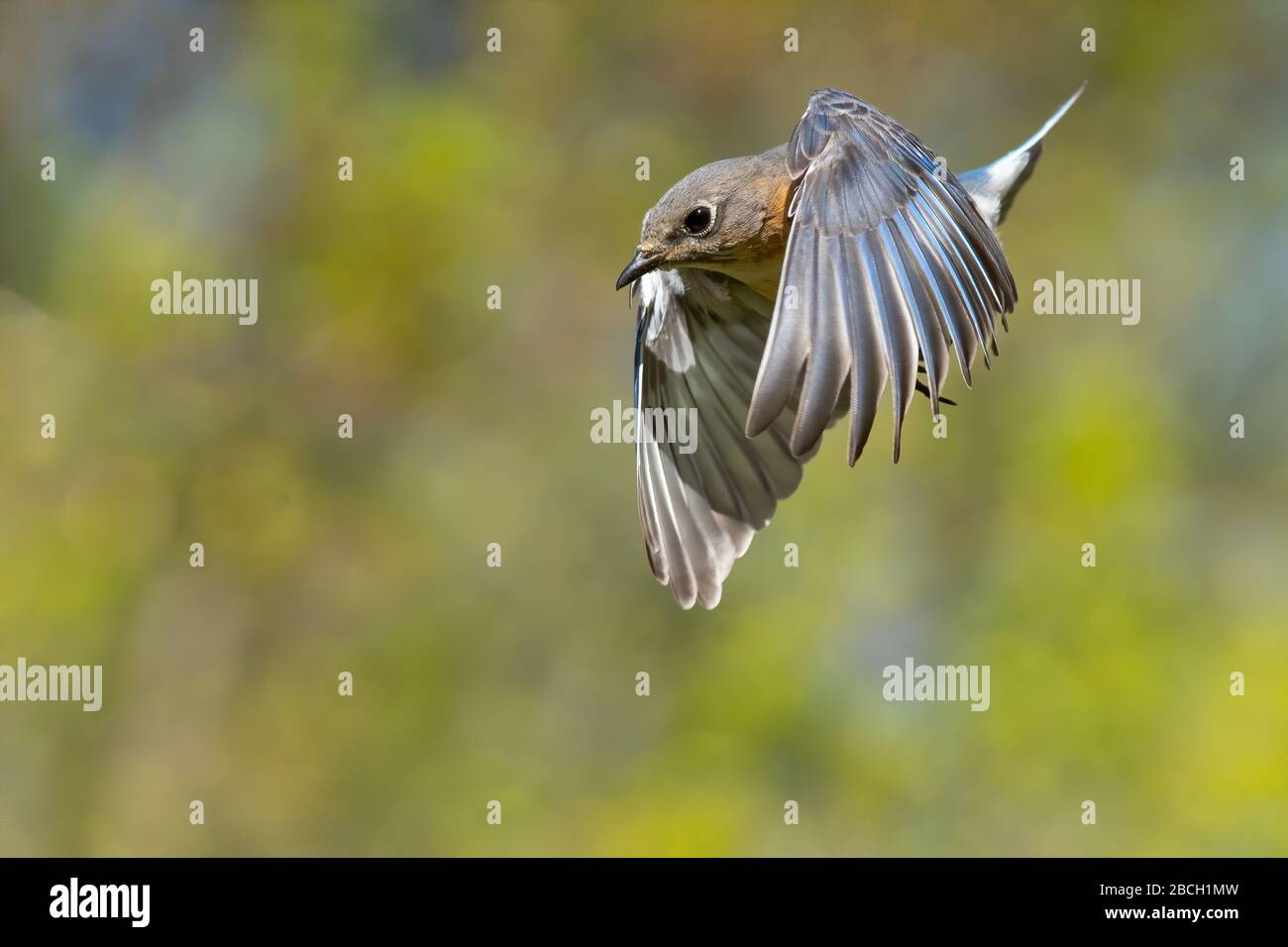 Western Bluebird Flying