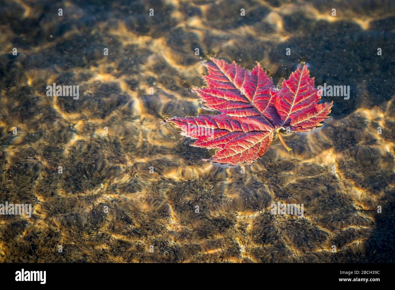 Red maple leaf floating in the transparent water Stock Photo - Alamy