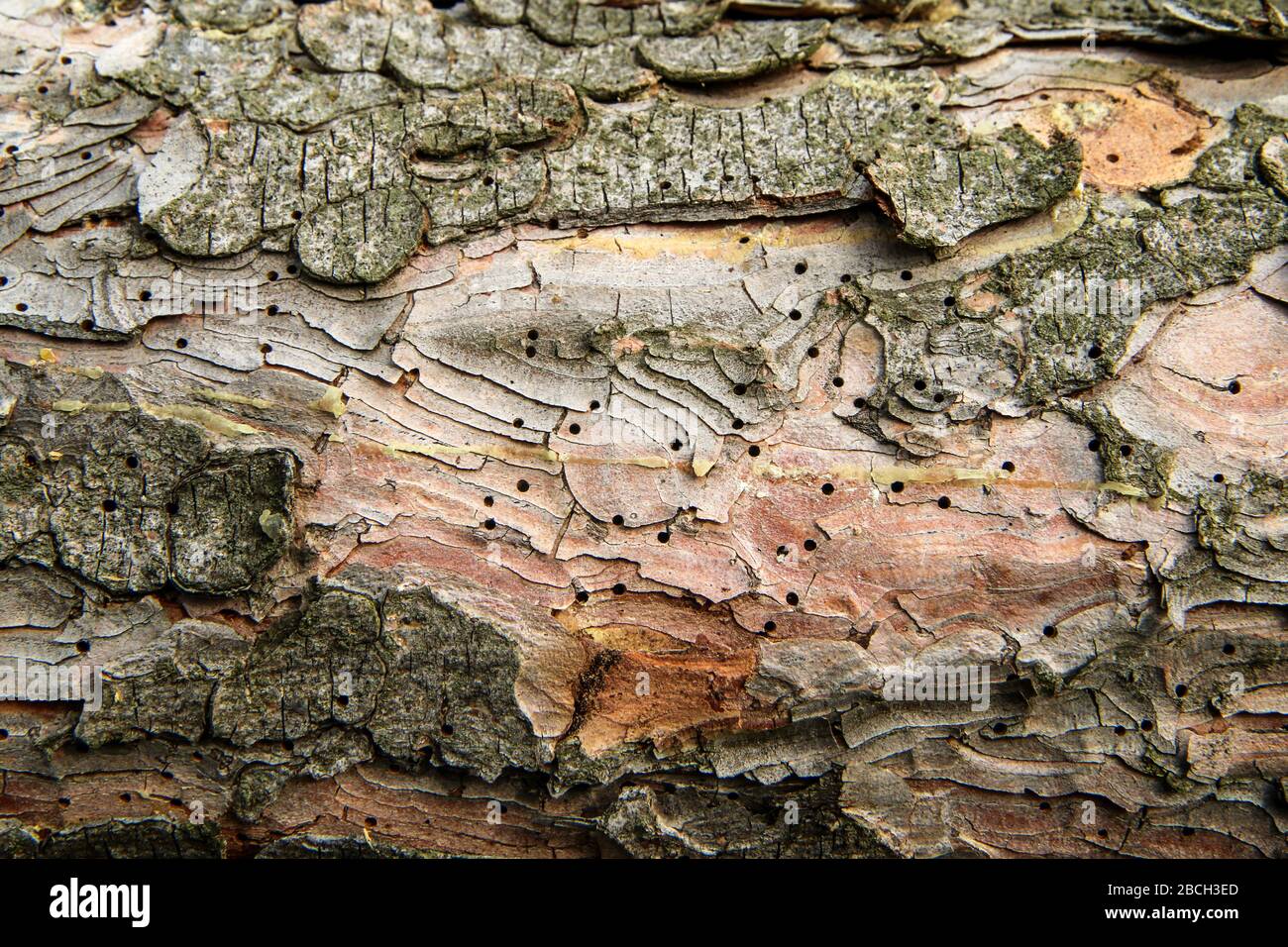 The trees are lying on the ground in the forest. Symbol for lumber ...