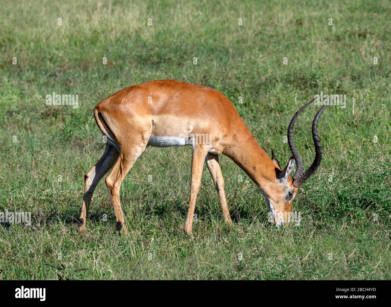 Male impala hi-res stock photography and images - Alamy